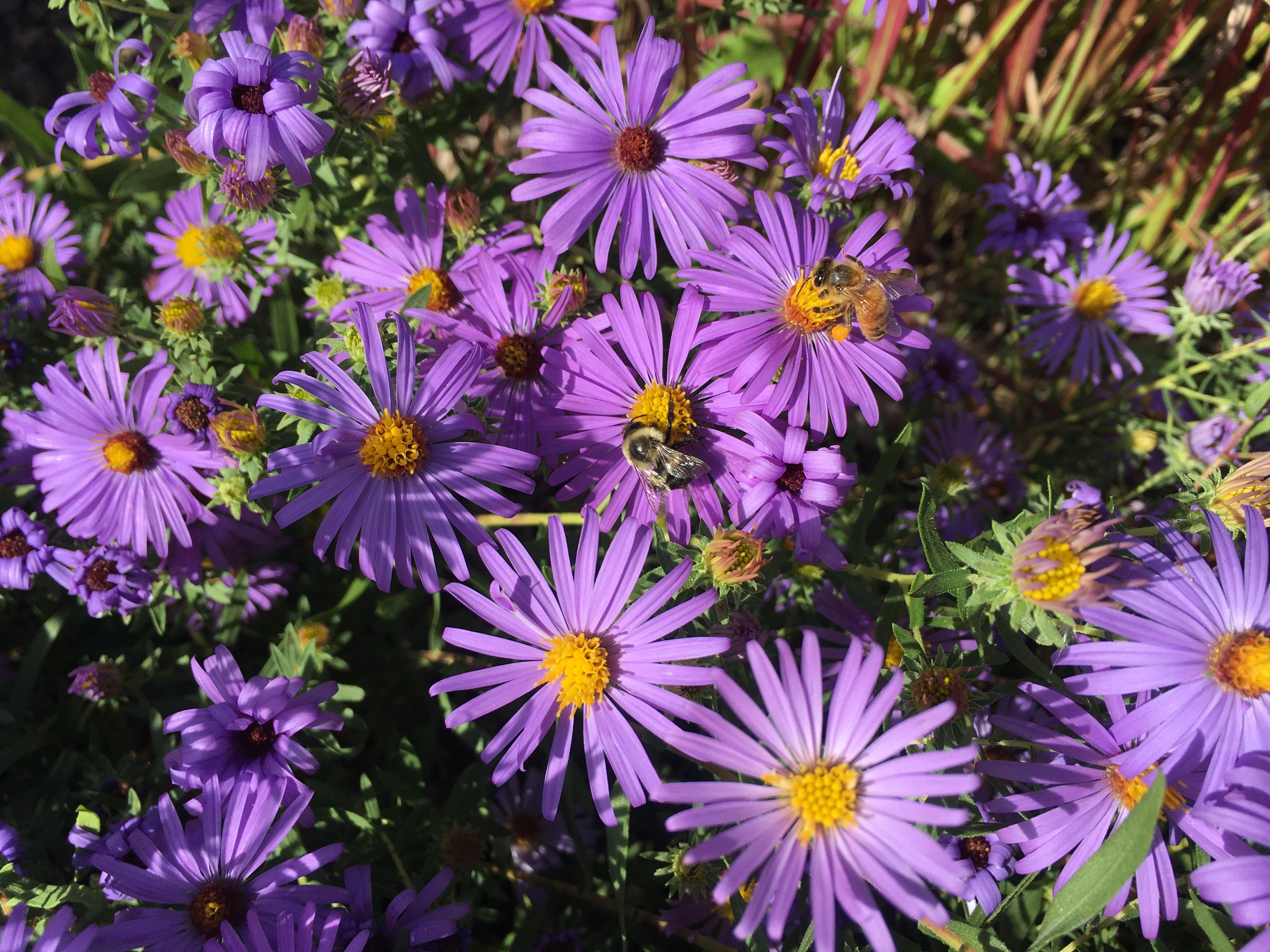 All About Asters – North Branch Natives