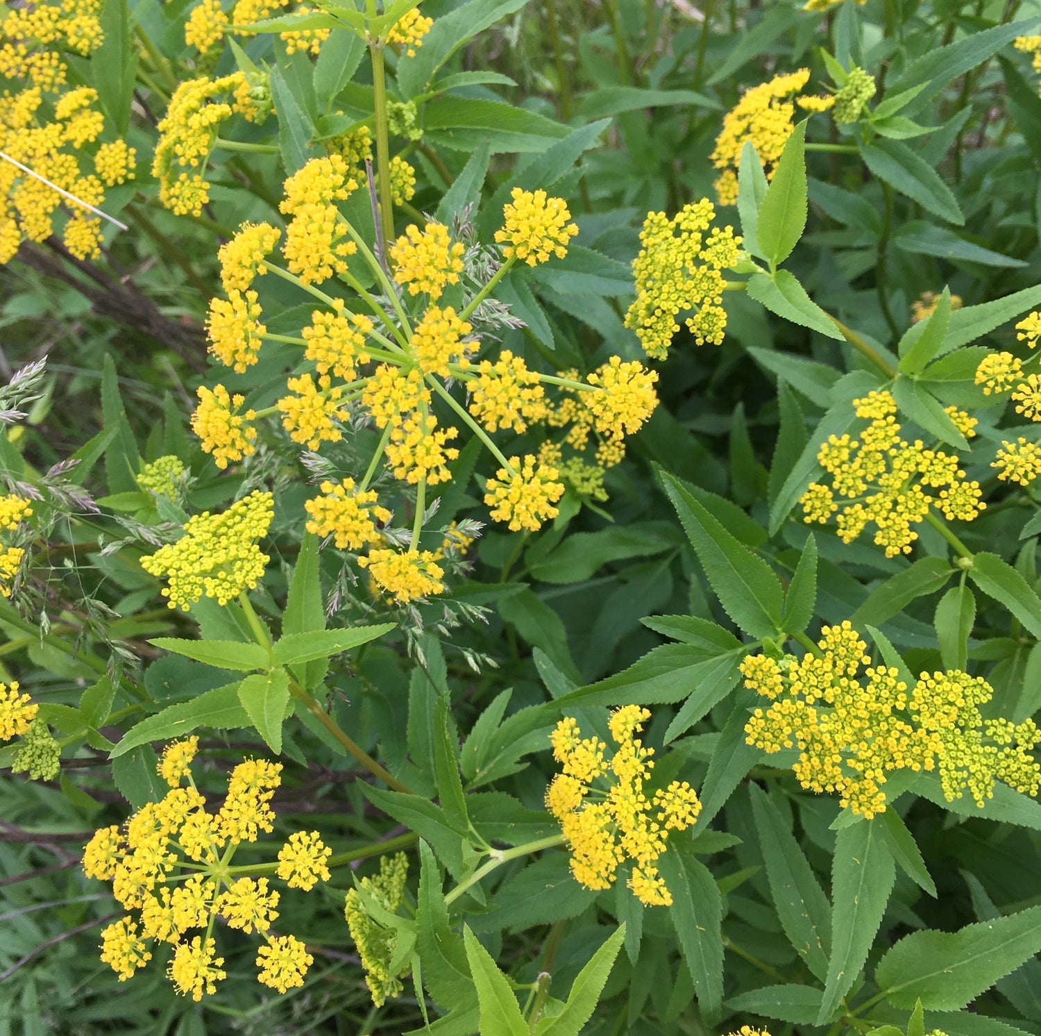 Native Plant Spotlight: Golden Alexanders – North Branch Natives