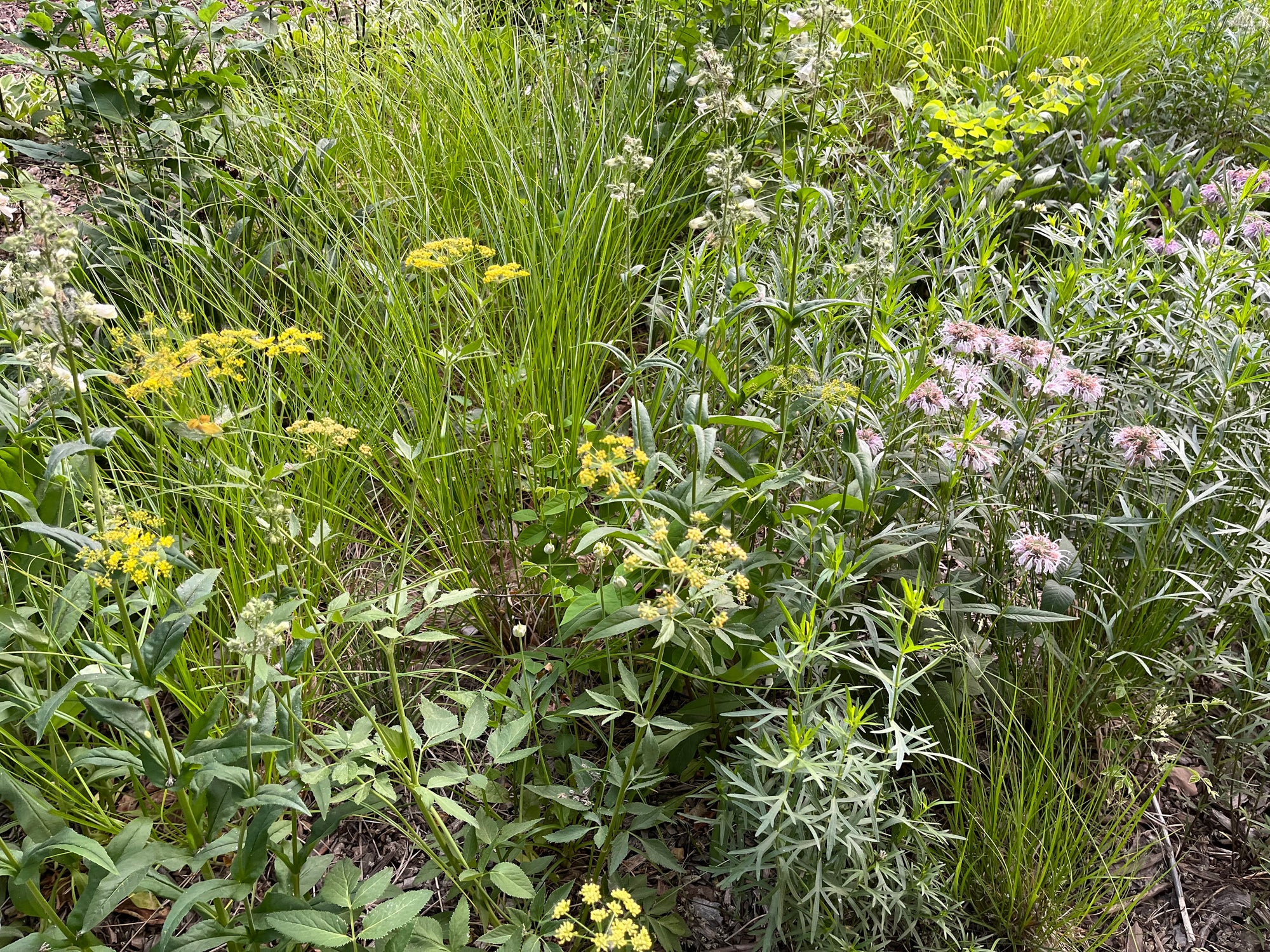 Native garden design, stewardship, and classes in Chicago. – North ...