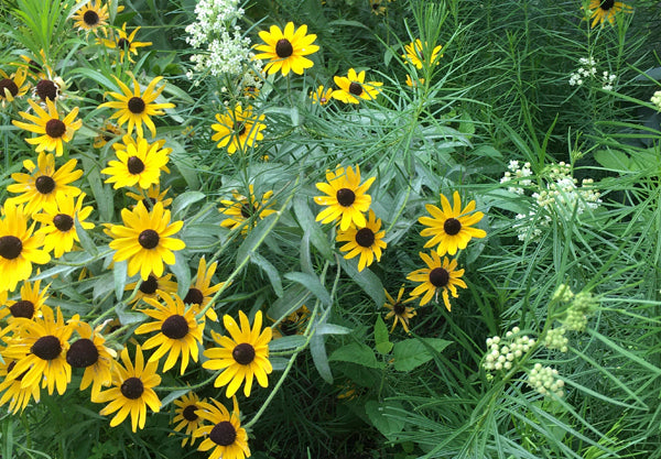 Native garden design, stewardship, and classes in Chicago. – North ...