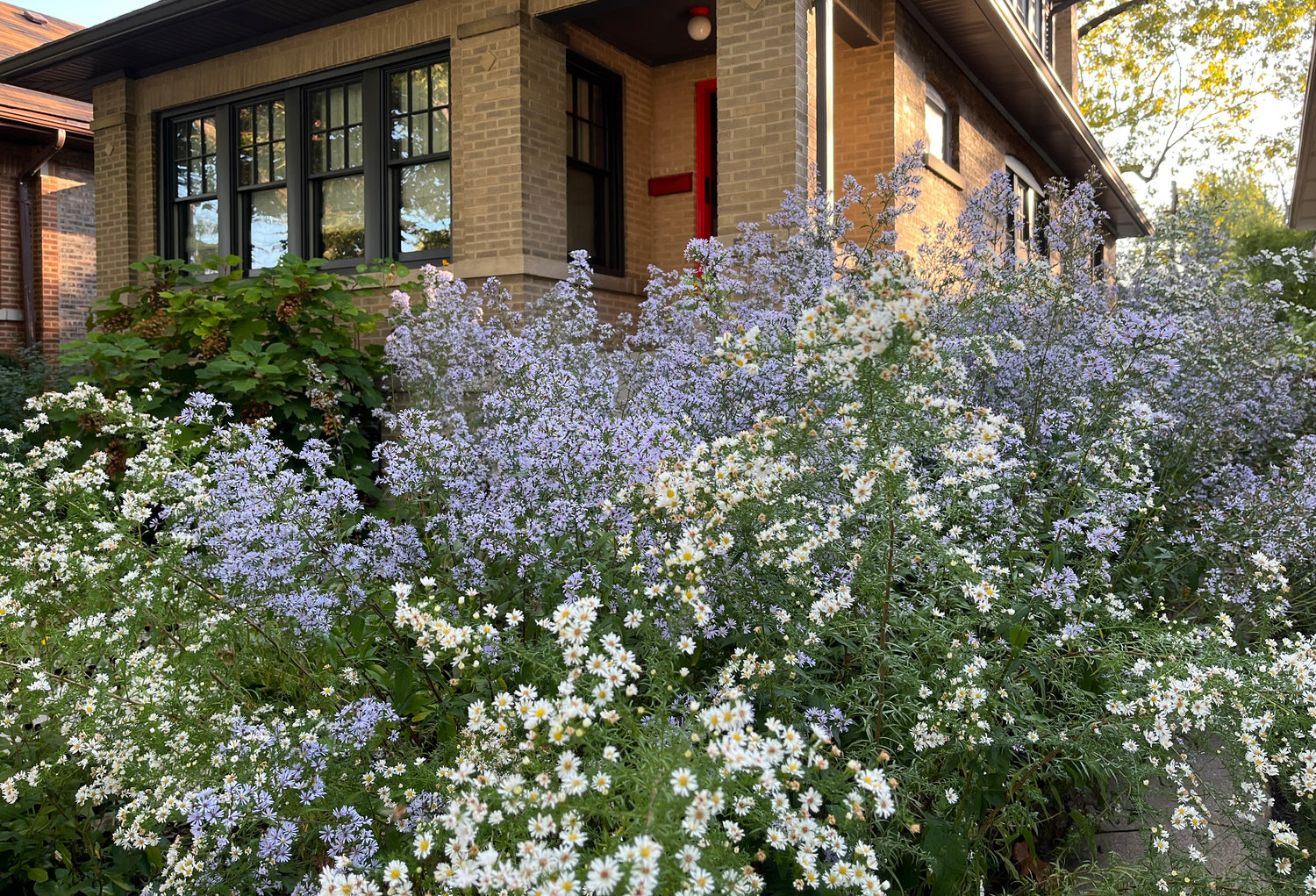 Native garden design, stewardship, and classes in Chicago. – North ...