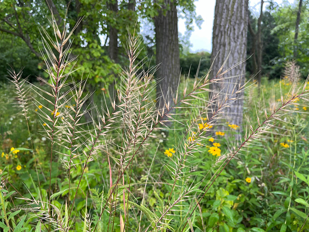 Native garden design, stewardship, and classes in Chicago. – North ...