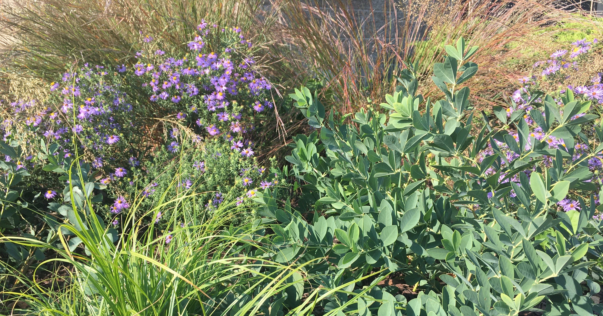 Native plant nursery & gardening workshops for Chicago-area gardeners ...